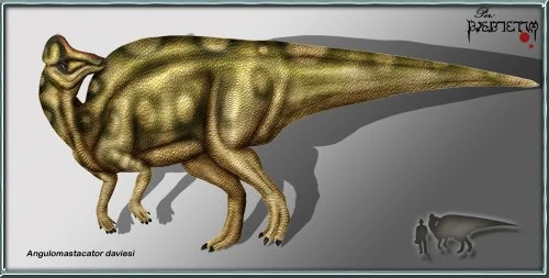 Angulomastacator | NemerteanPlanet Wiki | Fandom