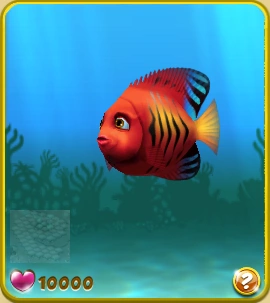 Flame Angelfish | Nemo's Reef Wiki | Fandom