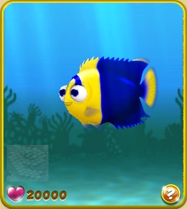Yellow-Blue Bicolor Angelfish | Nemo's Reef Wiki | Fandom