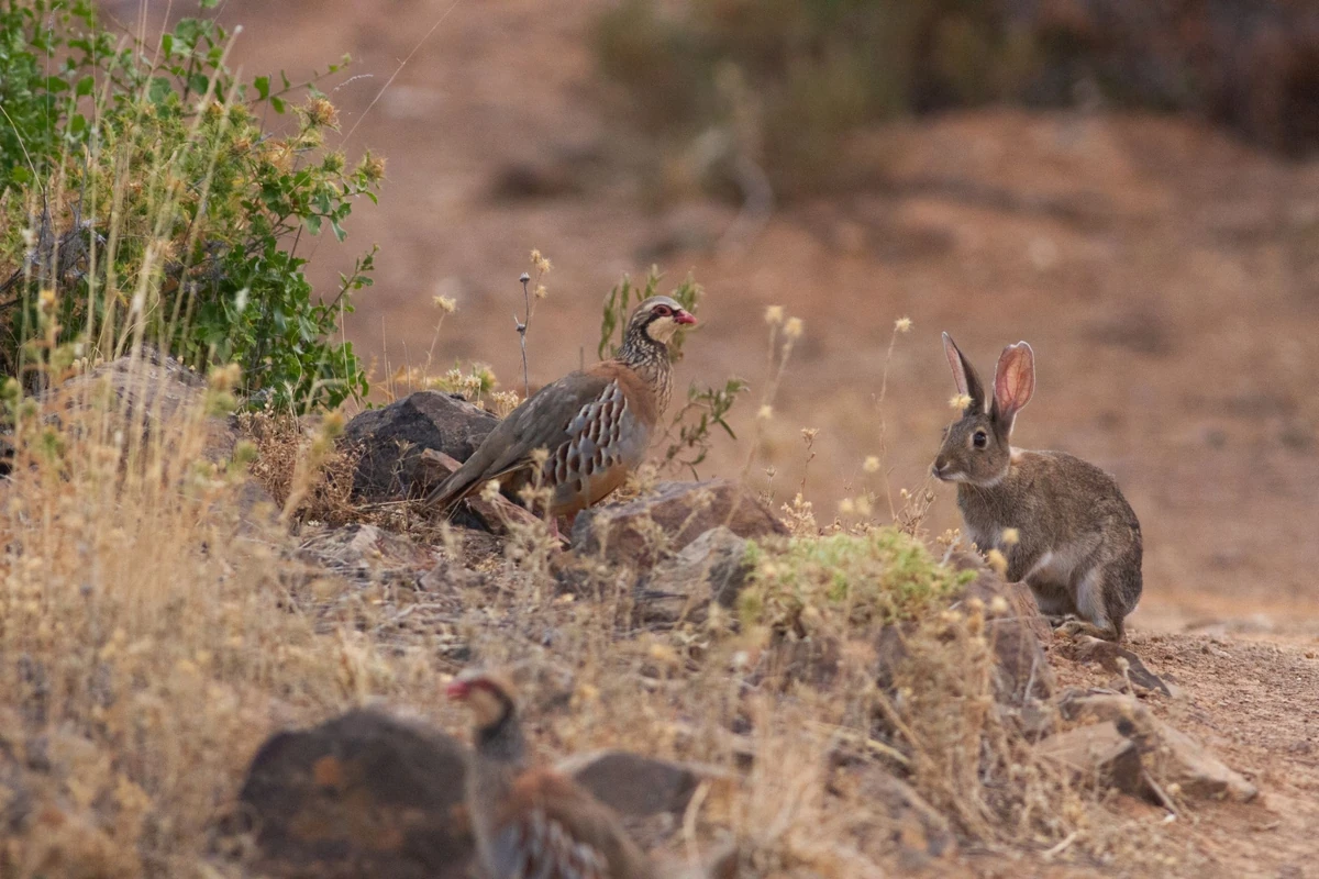 Category:Isaric languages | Neolithic Devolution Wiki | Fandom
