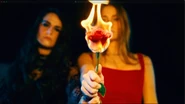 Roses | Neoni Wiki | Fandom