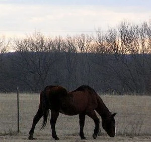 Loshad | Nerdiverse Wiki | Fandom