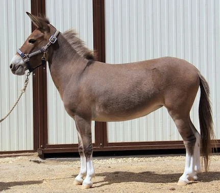 Buttercup | Nerdiverse Wiki | Fandom