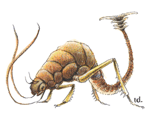 Rust monsters | Nerdiverse Wiki | Fandom