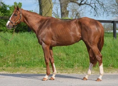 Blindy | Nerdiverse Wiki | Fandom