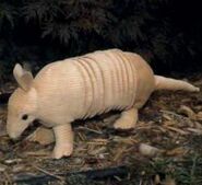 Armadillo Plushie Sewing Patterns | Craft Resource Wiki | Fandom