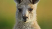 Animal | Netflix Wiki | Fandom