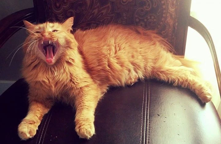 Angel | Neumont Pathfinder Campaign Wiki | Fandom