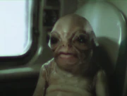 Tiggy Skibbles | Monoverse Wiki | Fandom