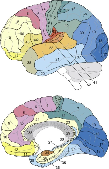 Brodmann area | Neuroscience Wiki | Fandom