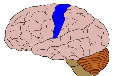 Postcentral Gyrus Primary Sensory Area