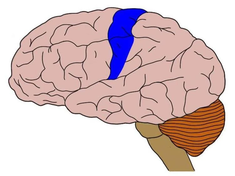 Primary somatosensory cortex (postcentral gyrus) | Neuroscience Wiki ...