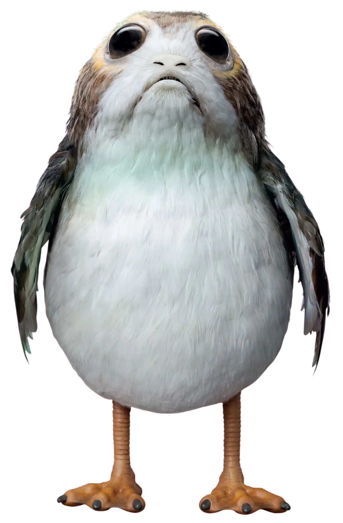 Porgs | Neutral Characters Wiki | Fandom