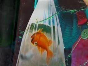 Chuckles (Finding Nemo) | Neutral Characters Wiki | Fandom