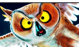 Owl (Hoppers) | Neutral Characters Wiki | Fandom