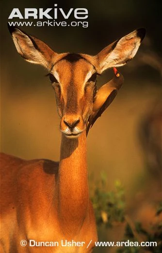 Impala | New Animals Wiki | Fandom