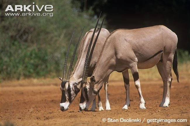 East African Oryx | New Animals Wiki | Fandom