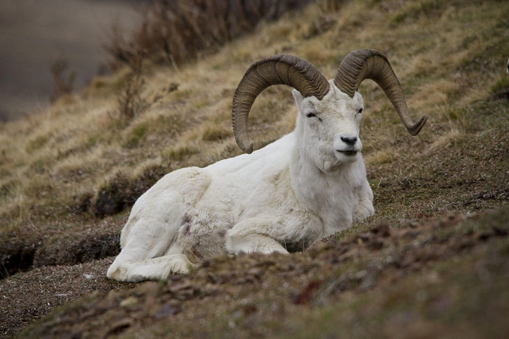 Dall Sheep | New Animals Wiki | Fandom