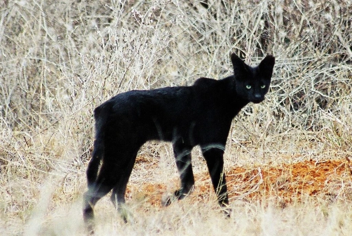 Rogue | New Beginnings RP Wiki | Fandom