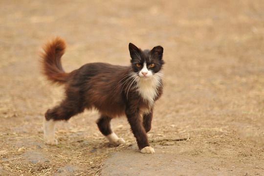 Sushi | New Beginnings RP Wiki | Fandom