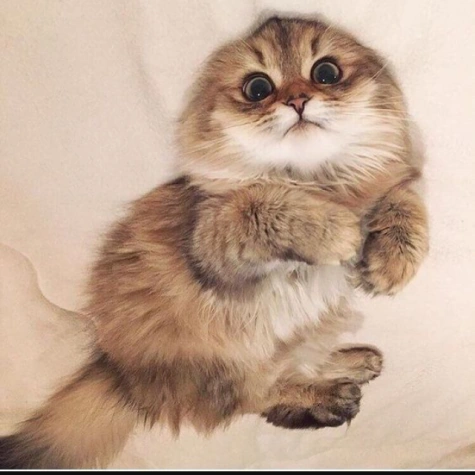 Octavia | New Beginnings RP Wiki | Fandom