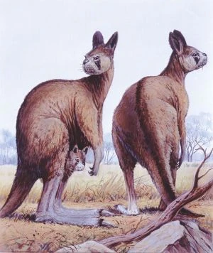 Giant Kangaroo | New Cryptozoology Wiki | Fandom