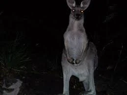 Phantom Kangaroo | New Cryptozoology Wiki | Fandom