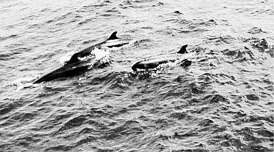 Dorsal Finner | New Cryptozoology Wiki | Fandom