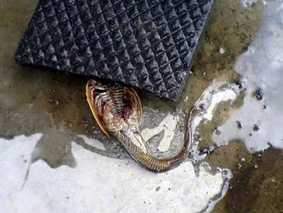 Giant Triops | New Cryptozoology Wiki | Fandom