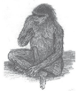 Barmanou | New Cryptozoology Wiki | Fandom