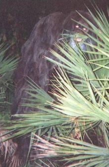 Skunk Ape | New Cryptozoology Wiki | Fandom