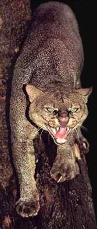 Onza | New Cryptozoology Wiki | Fandom