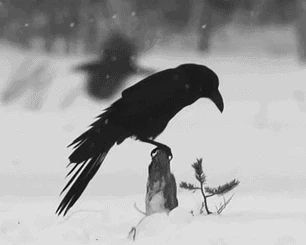 Valravn | New Generations Wiki | Fandom