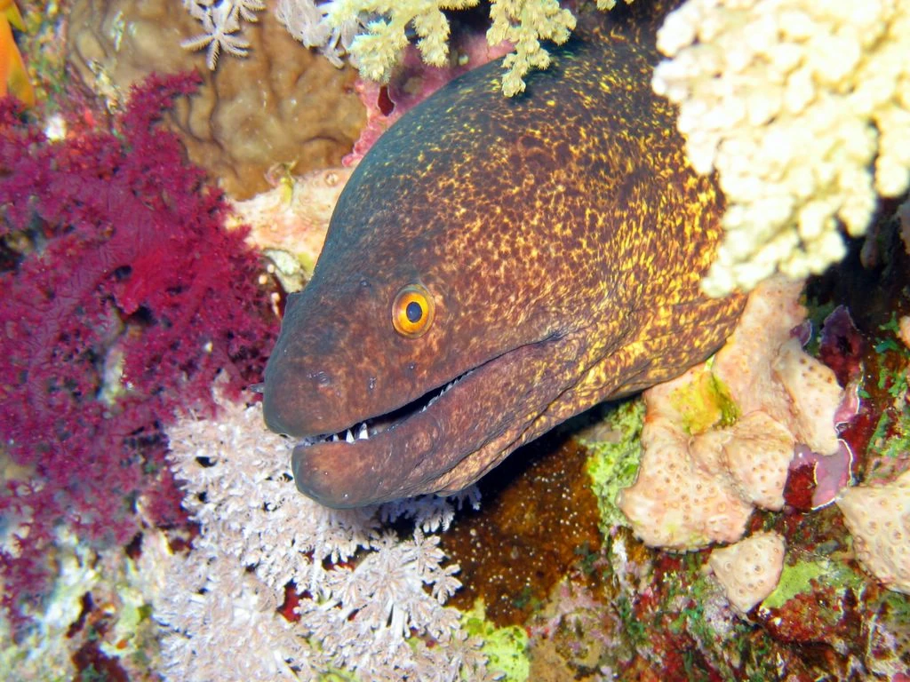 Meeting a moray eel = JAKE N NEVERLAND PIRATES WITH WENDY IS A MERMAID ...