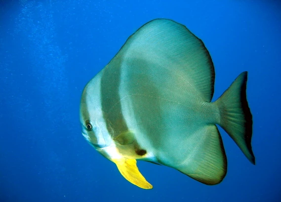 Teira batfish | New ideas by Matt Weaver Wiki | Fandom