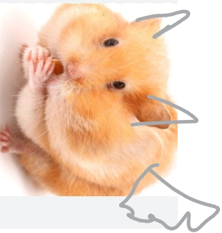 PUPSTERS FROM WUZZLES | New ideas by Matt Weaver Wiki | Fandom