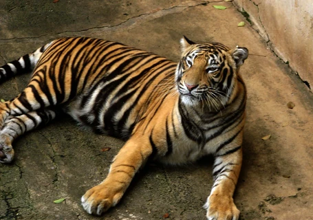 BENGAL TIGERS = Amphibia = REPTILE TAKE | New ideas by Matt Weaver Wiki ...