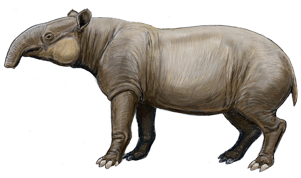 Scar Isle Tapir | New ideas by Matt Weaver Wiki | Fandom