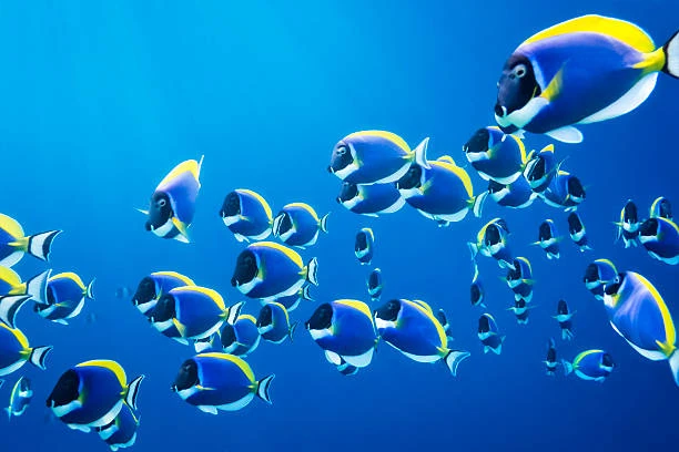 FISH-The Little Merfox Ariel series | New ideas by Matt Weaver Wiki ...