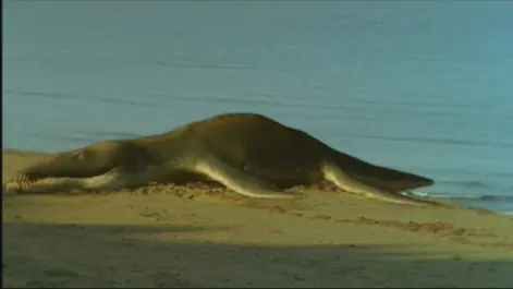 Walking with dinosaurs pilot-Eustreptospondylus and Liopleurodon | New ...