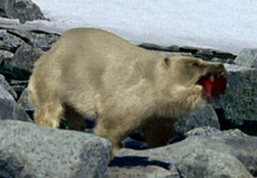 Snowstalker snow brawl | New ideas by Matt Weaver Wiki | Fandom