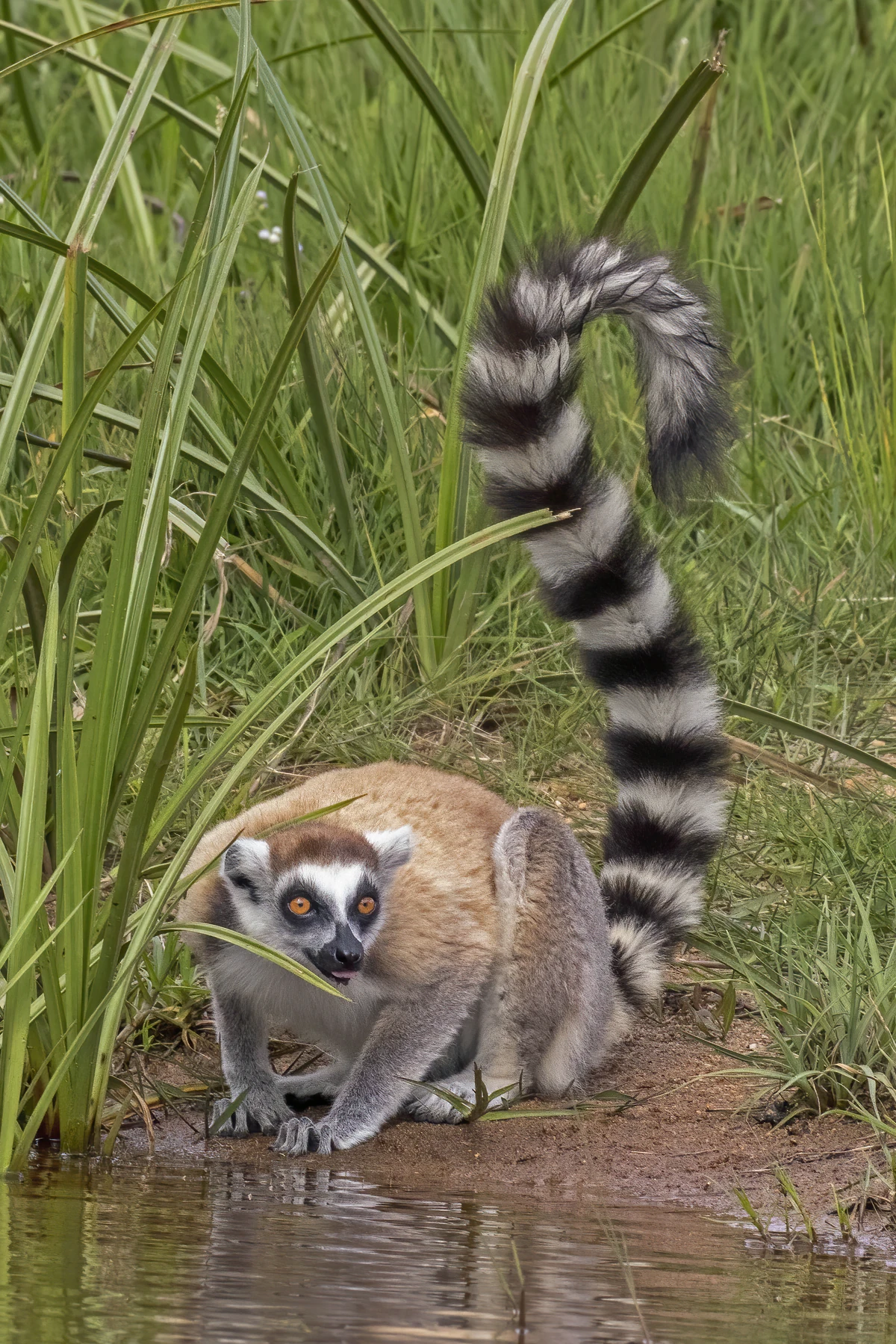 Ring-tailed lemur-zoboomafoo and you preview | New ideas by Matt Weaver Wiki | Fandom