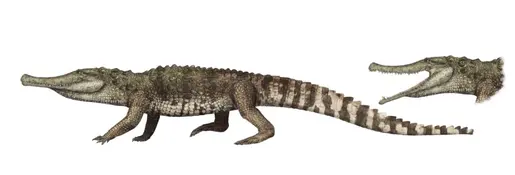 Calsoyasuchus | New ideas by Matt Weaver Wiki | Fandom