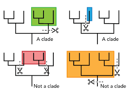 Clade | New ideas by Matt Weaver Wiki | Fandom