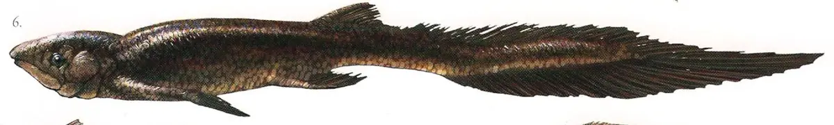 Panderichthys and other Skull island fish | New ideas by Matt Weaver ...