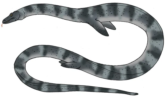 Marine snake-dragon Scar Isle | New ideas by Matt Weaver Wiki | Fandom