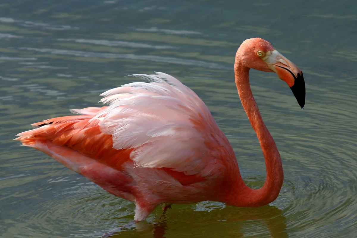 The Flamingo King (Aka South America Animal King) | New ideas by Matt ...