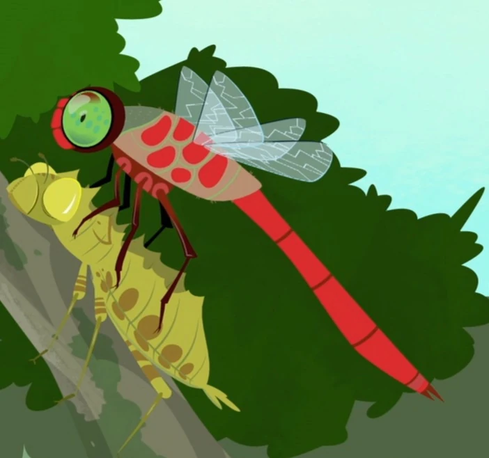 Wild Kratts-Swamp Dragonflies | New ideas by Matt Weaver Wiki | Fandom