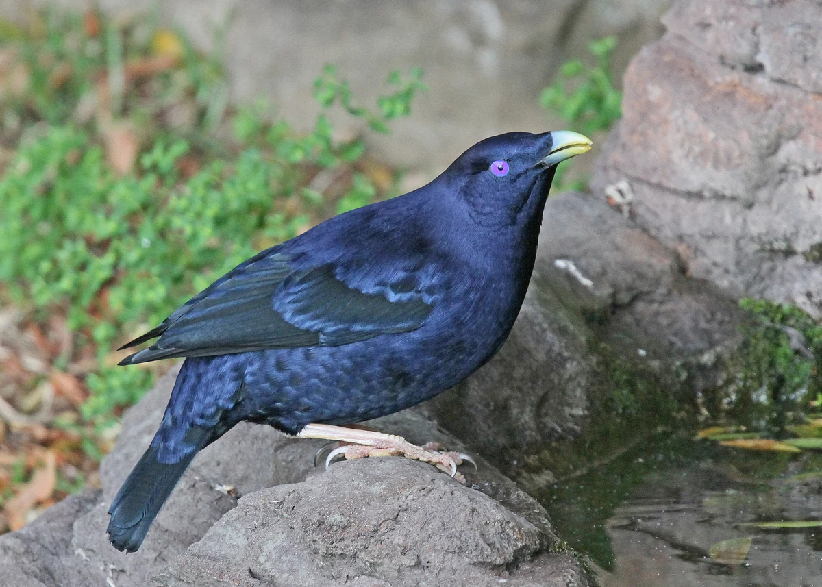 Wild Kratts Bob the Bower Bird | New ideas by Matt Weaver Wiki | Fandom