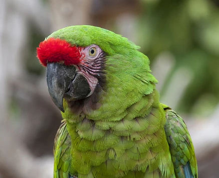 Parrot pursuit-Paddington Bear Nick Jr fanmade | New ideas by Matt ...